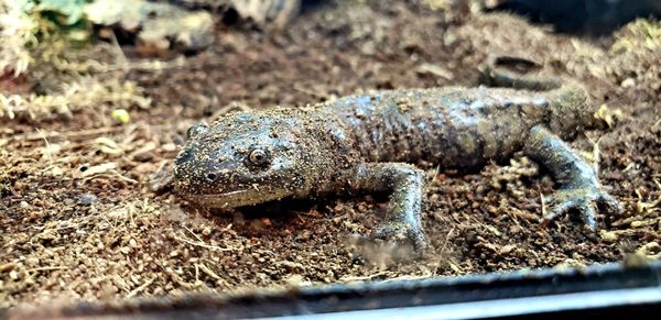 DFW REPTARIUM - 80 Photos & 70 Reviews - 2220 Coit Rd, Plano, Texas ...