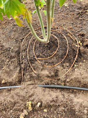 REXIUS - Updated December 2025 - 49 Photos & 31 Reviews - 150 Hwy 99 N ...