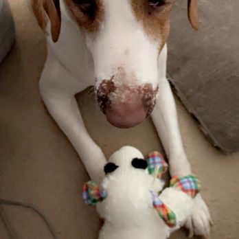 BRANDYWINE VALLEY SPCA - Updated December 2025 - 17 Photos - 1757 ...