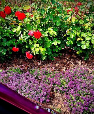 LYNDALE PARK ROSE GARDEN - 163 Photos & 23 Reviews - 4124 Roseway Rd ...