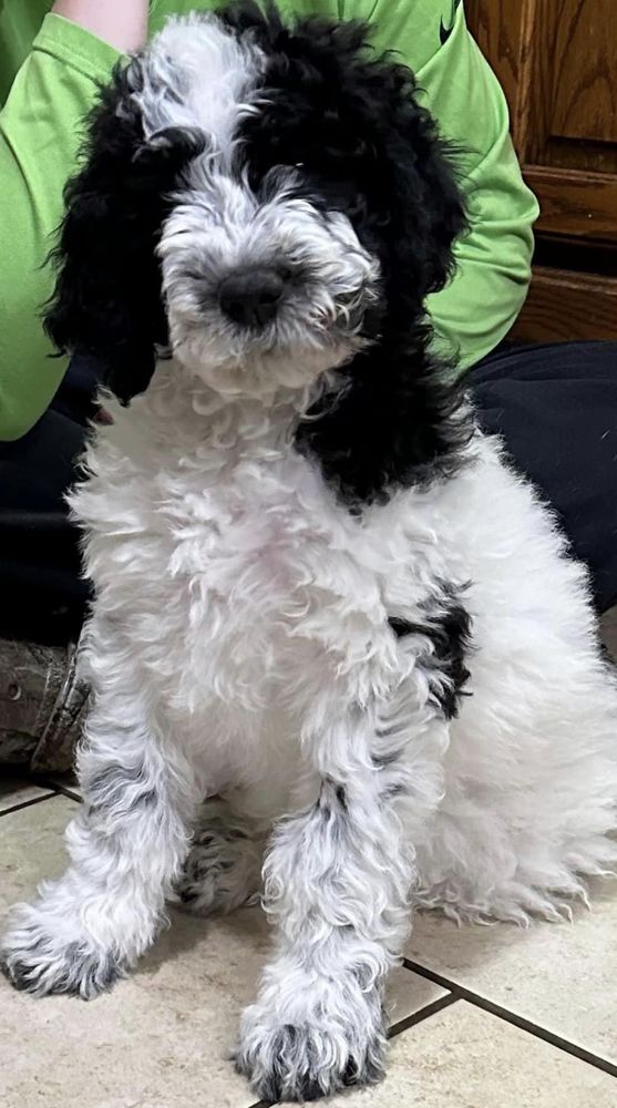 FUR-EVER DOODLES - Updated September 2024 - 13 Photos - Buffalo ...