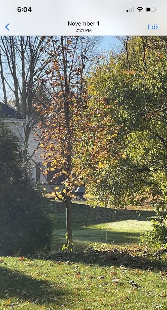 HOPPE TREE SERVICE - Updated December 2025 - 21 Photos & 39 Reviews ...