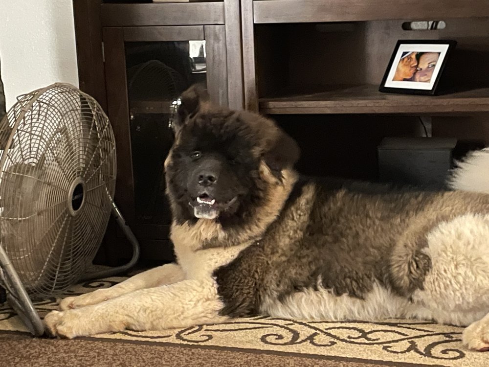 ALOHA AKITAS - Updated May 2025 - 21 Photos - Kapolei, Hawaii - Pet ...