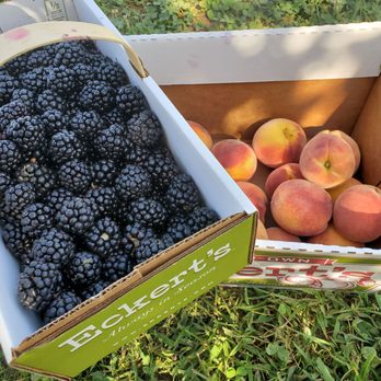 ECKERT’S ORCHARD - Updated September 2025 - 135 Photos & 64 Reviews ...
