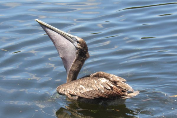 MACRAE’S OF HOMOSASSA - 40 Photos & 29 Reviews - 5300 S Cherokee Way ...