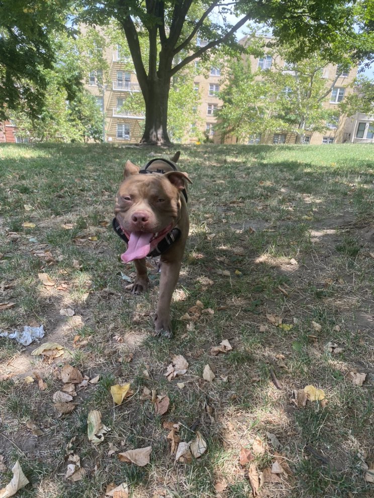 WAGS & PAWS - Updated August 2024 - New York, New York - Dog Walkers ...