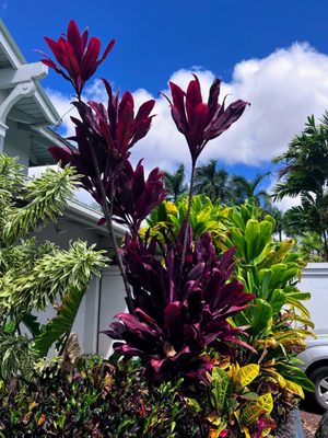 WAIKELE COUNTRY CLUB - Updated August 2025 - 265 Photos & 164 Reviews ...