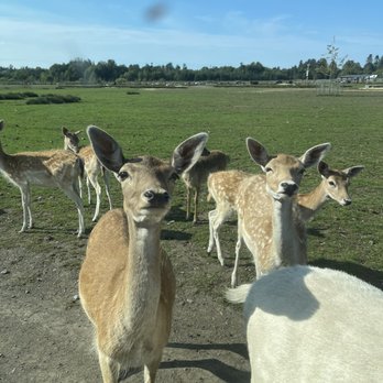 OLYMPIC GAME FARM - Updated December 2025 - 900 Photos & 394 Reviews ...