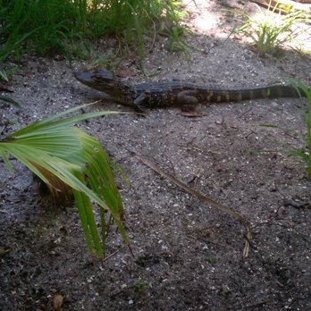 ST. AUGUSTINE ALLIGATOR FARM ZOOLOGICAL PARK - Updated September 2025 ...