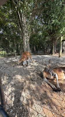 DUTCH COUNTY SAFARI PARK - Updated December 2025 - 21 Photos - 2125 L ...