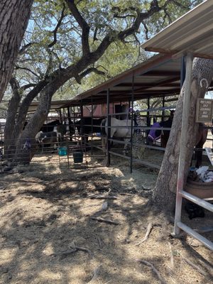 WESTCREEK TRAIL RIDES - Updated December 2025 - 109 Photos & 100 ...