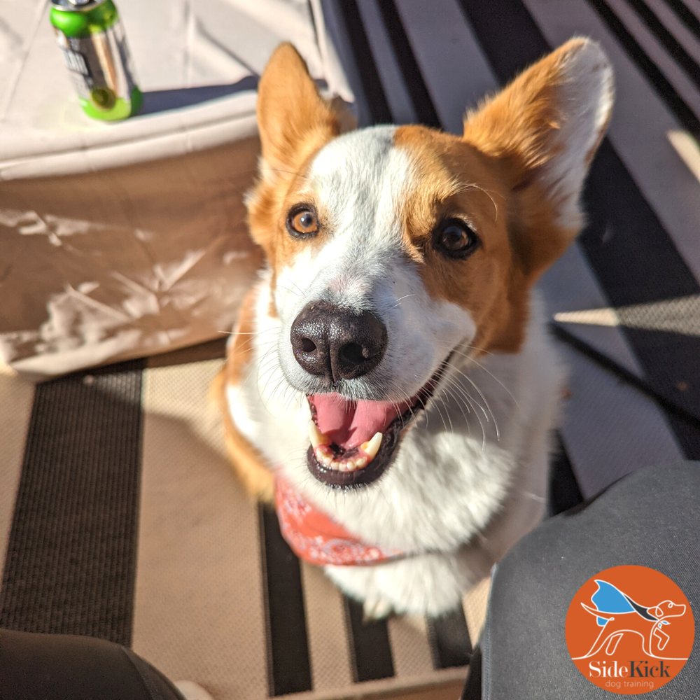 SIDEKICK DOG TRAINING - Updated January 2026 - 36 Photos - Milwaukee ...