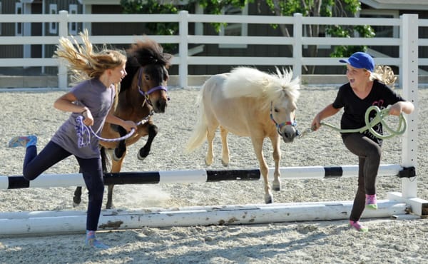 WILLOW CREEK STABLES - Updated October 2025 - 10 Photos - 3049 Camino ...