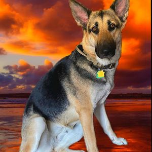 SIOUXLAND ANIMAL HOSPITAL - Updated December 2025 - 10 Reviews - 2030 ...