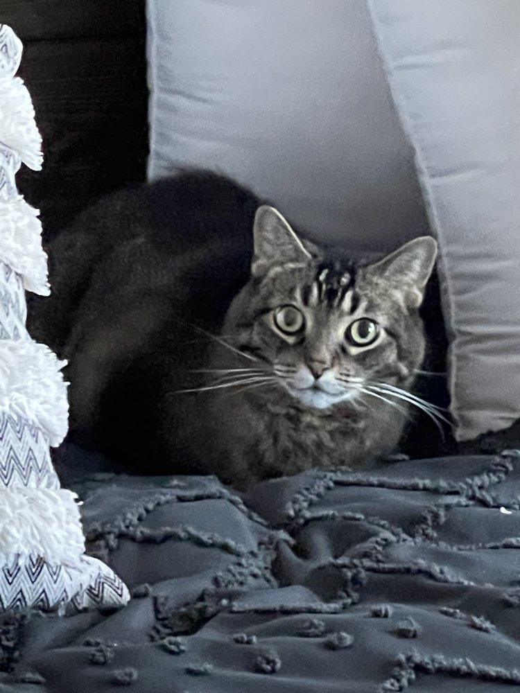 NASHVILLE KITTY SITTER - Updated August 2025 - Request Information ...