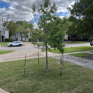 AFFORDABLE TREE CARE - Updated December 2024 - 36 Photos & 20 Reviews ...