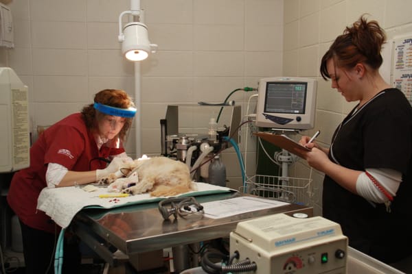 ANGEL ANIMAL HOSPITAL - Updated April 2025 - 15 Photos & 25 Reviews ...