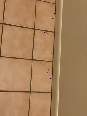 MO-RANCH - Updated May 2025 - 29 Photos & 18 Reviews - 2229 Fm 1340 ...