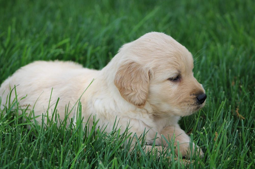 GOLDEN BUDDIES - Request Information - 12 Photos - 1151 Ashland Co Rd ...