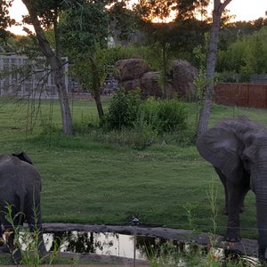 Sedgwick County Zoo - 61 Photos & 55 Reviews - Zoos - 5555 W Zoo Blvd ...