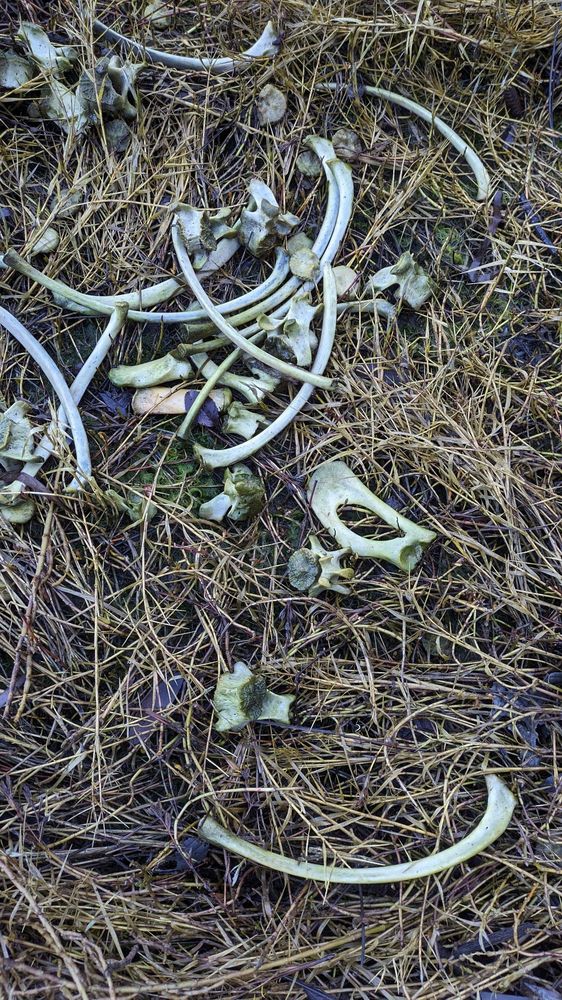 SHELL BEACH - Updated December 2025 - 35 Photos & 17 Reviews - Tomales ...