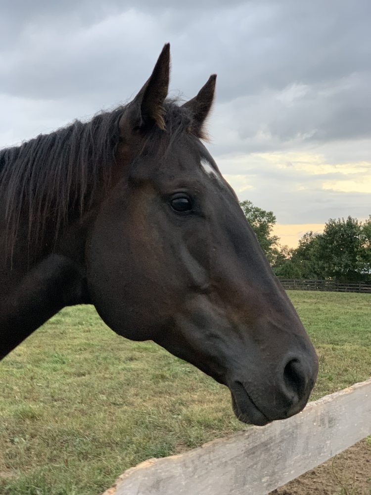 LUCKY HORSE STABLES - Updated December 2025 - 2238 Danville Rd ...