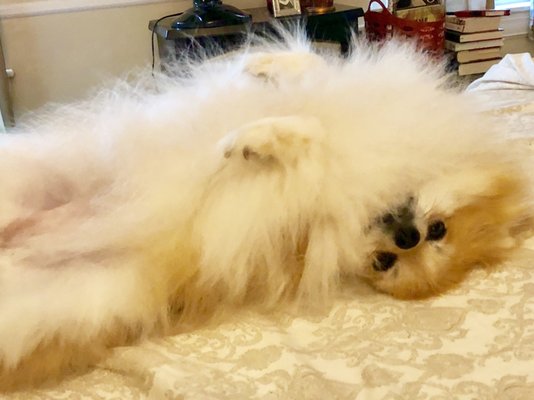 JACK’S DOG FARM - 24 Photos & 29 Reviews - 6370 Easton Rd, Pipersville ...