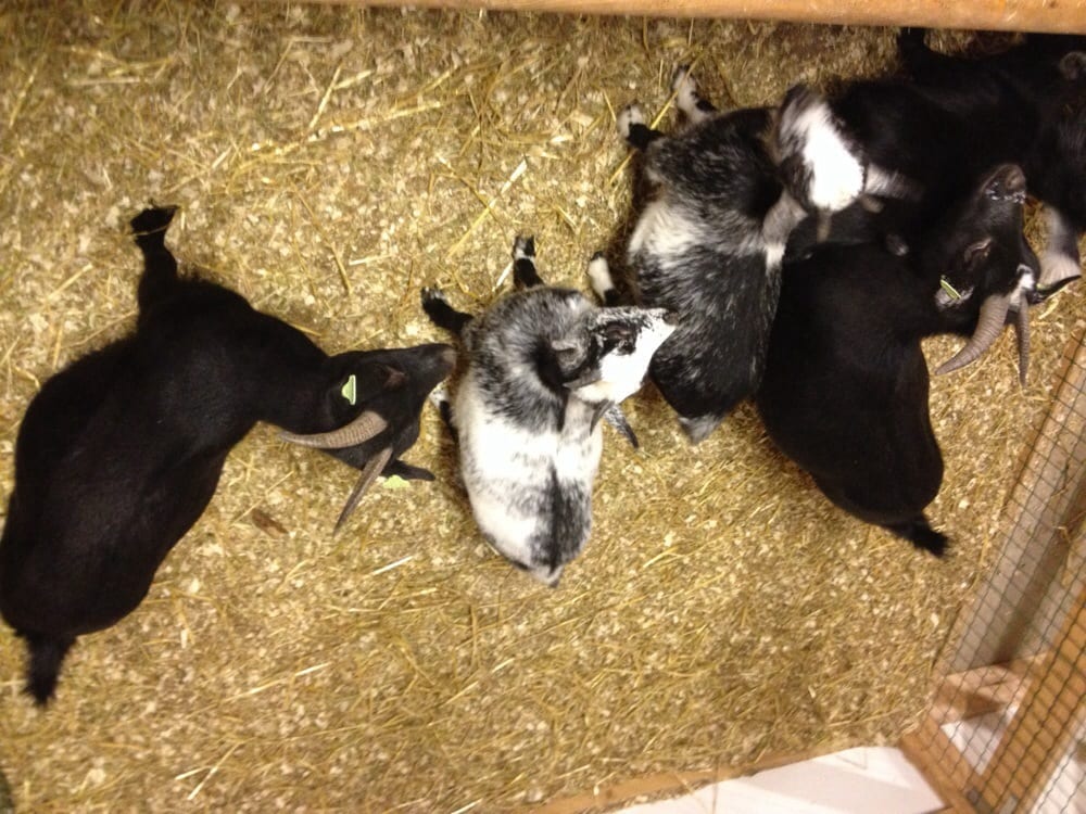 SPEELBOERDERIJ DEN SCHERPENBERG - 16 Photos - Scherpenbergsebaan 53 ...