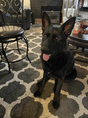 FOOTHILLS VETERINARY HOSPITAL - Updated August 2025 - 26 Photos & 22 ...