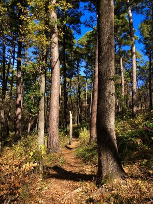TYLER STATE PARK - Updated November 2024 - 145 Photos & 73 Reviews ...