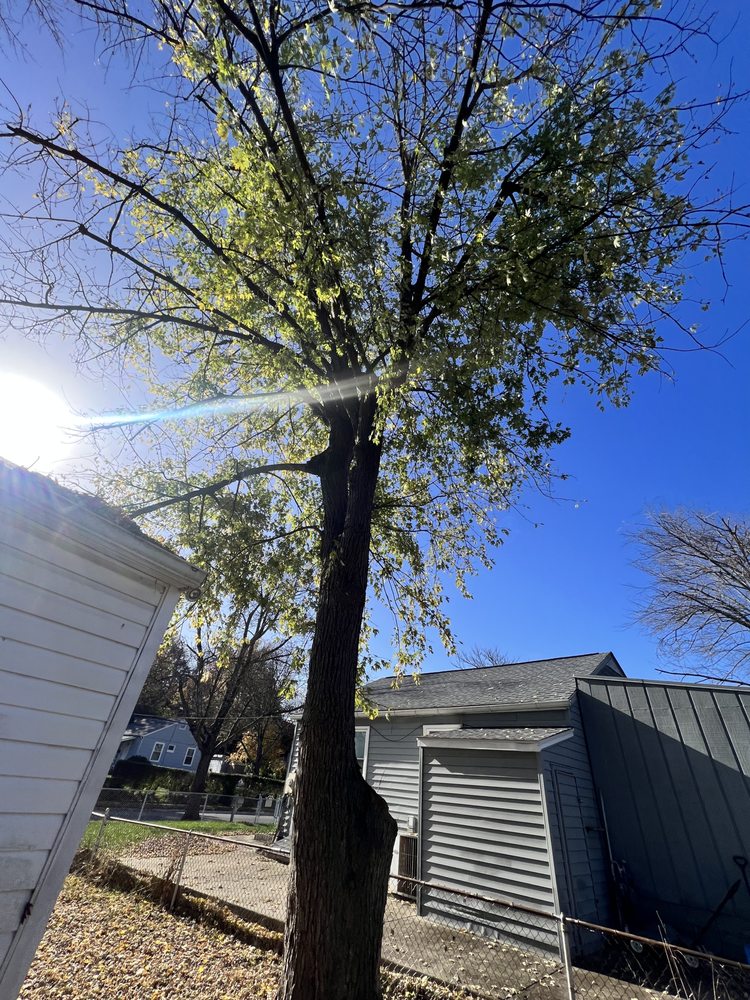 RAMIREZ TREE SERVICES & STUMP REMOVAL - Updated December 2025 - 18 ...