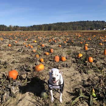 BIRINGER FARM - Updated July 2024 - 85 Photos & 37 Reviews - 21412 59th ...