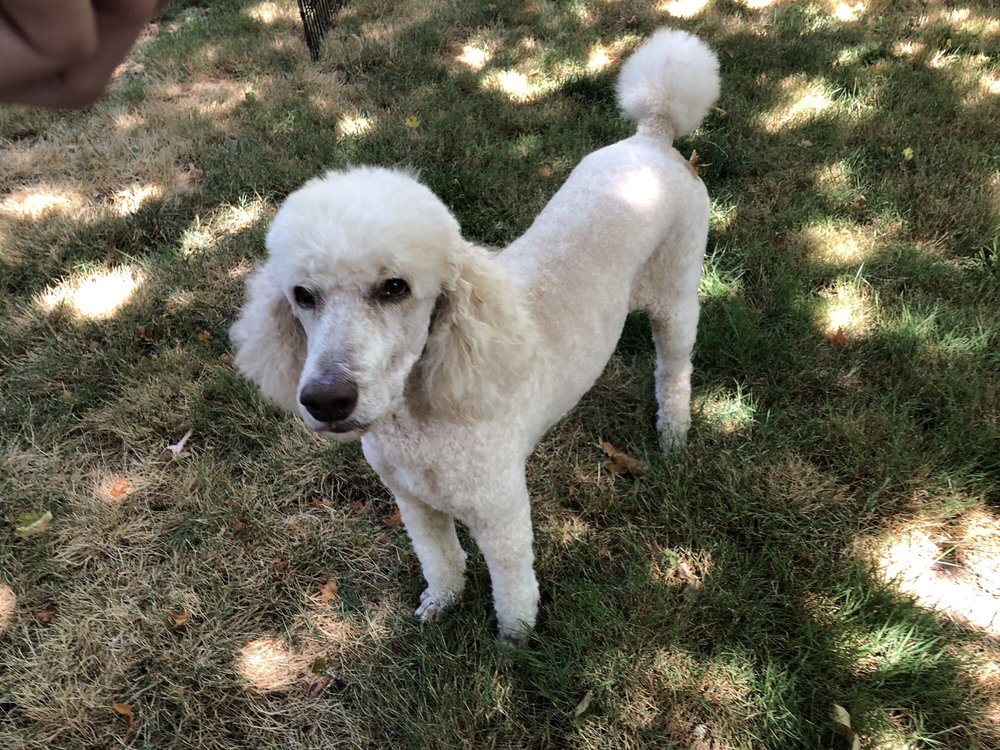 EUGENE ANIMAL HOSPITAL - Updated January 2026 - 13 Photos & 44 Reviews ...