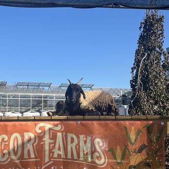 SECOR FARMS - Updated January 2026 - 265 Photos & 86 Reviews - 168 ...