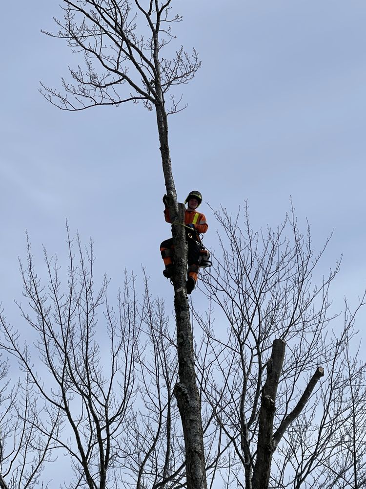 ARBRE TELMOSSE - Updated September 2025 - Request a Quote - Rivière ...