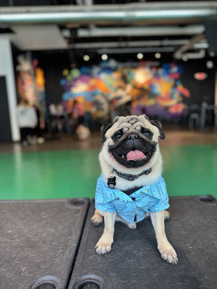 WAG & BONE - Updated May 2026 - 38 Photos - 37-05 30th St, Long Island ...