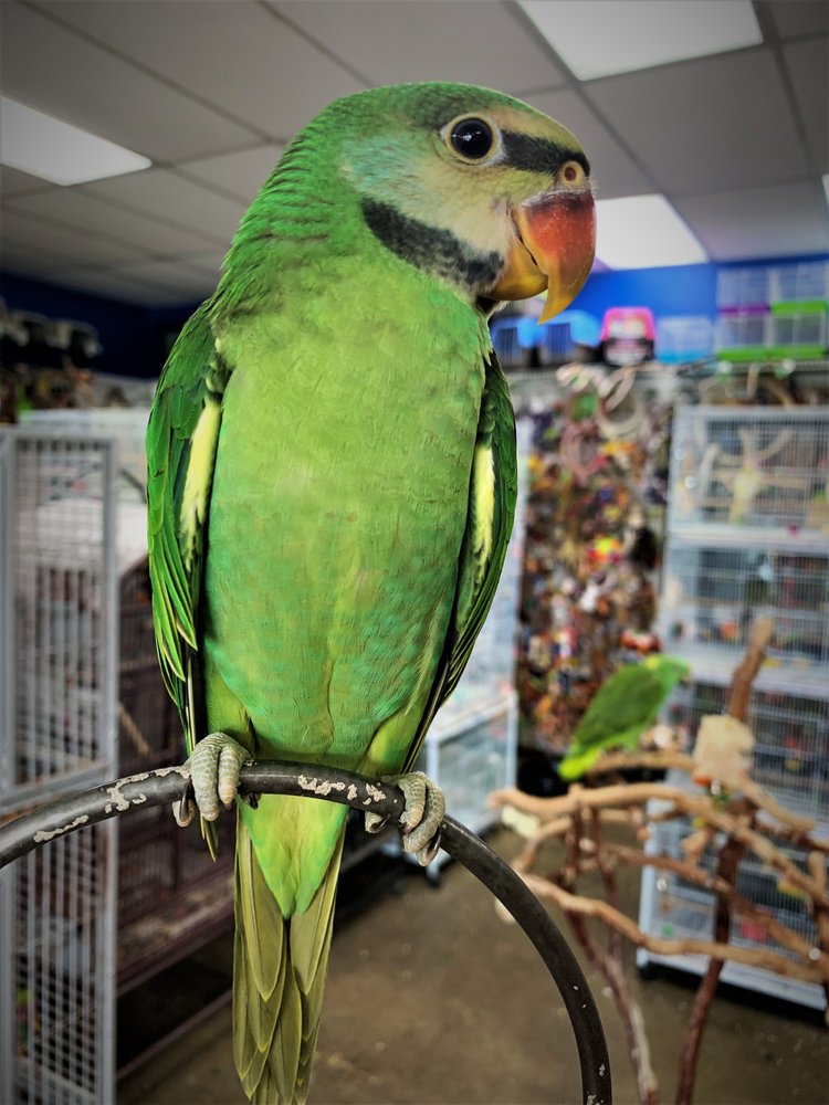 THE PERFECT PARROT - 79 Photos & 192 Reviews - 10646 Riverside Dr ...