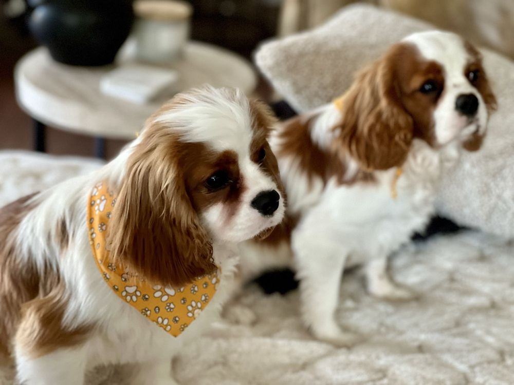 HAPPY SPA DOGS - Updated May 2026 - 467 Photos & 281 Reviews - 1217 ...
