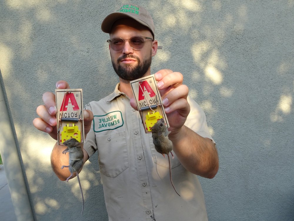 PEST ANIMAL REMOVAL BOULDER - Updated November 2024 - Request a Quote ...