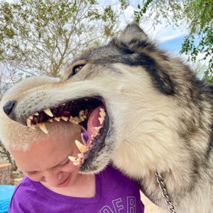 WOLF MOUNTAIN SANCTUARY - 447 Photos & 173 Reviews - 7520 Fairlane Rd ...