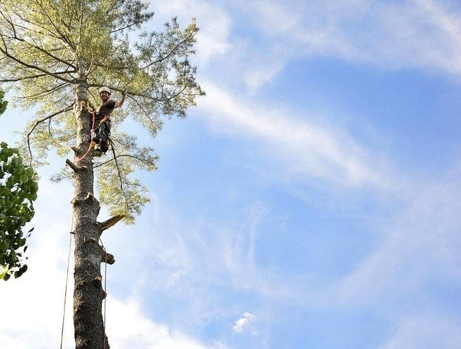 GROUND TO CROWN TREE SERVICES - Updated September 2024 - 60 Photos ...