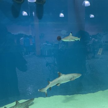 BLUE ZOO AQUARIUM BATON ROUGE - Updated June 2025 - 148 Photos & 25 ...