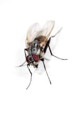 AEREX PEST CONTROL SERVICES - Updated April 2026 - 28 Photos & 100 ...