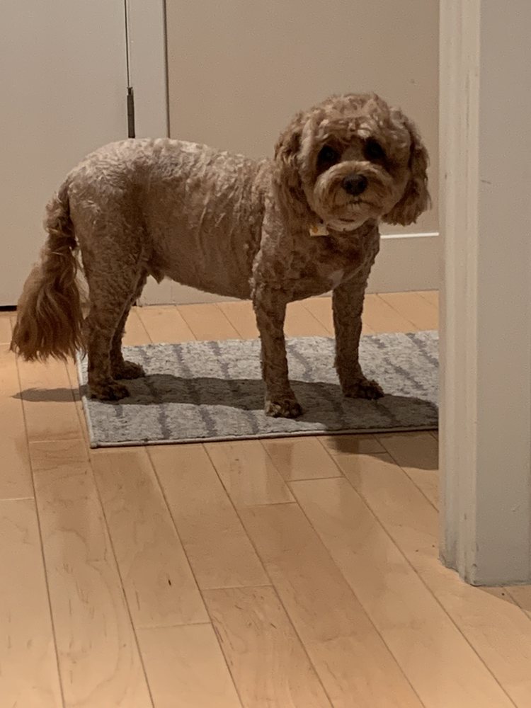 SANDY PAW’S - Updated September 2024 - 25 Photos & 73 Reviews - 64 ...