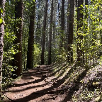 JUDD TRAIL - Updated December 2025 - 381 Photos & 105 Reviews - Nuuanu ...
