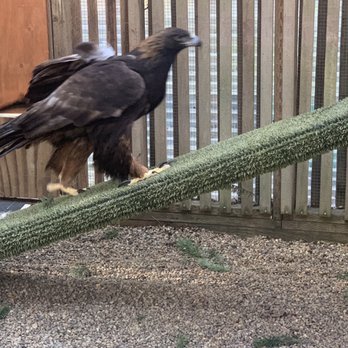 CASCADES RAPTOR CENTER - Updated April 2025 - 163 Photos & 111 Reviews ...
