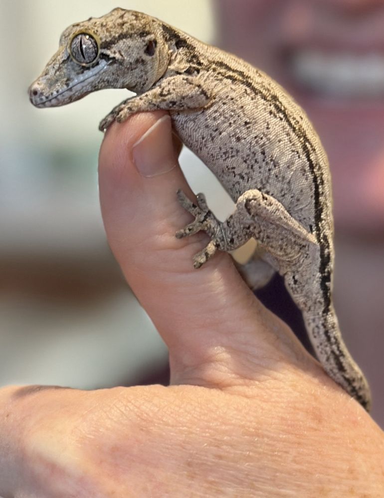 SEATTLE REPTILE GUY - Updated December 2025 - Seattle, Washington ...