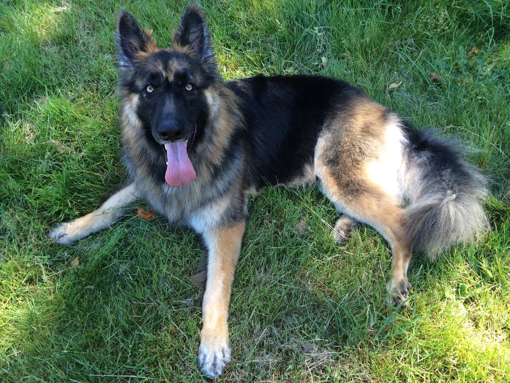 K9 DESIGNS MOBILE GROOMING - Updated November 2025 - Mcchord Dr SW ...