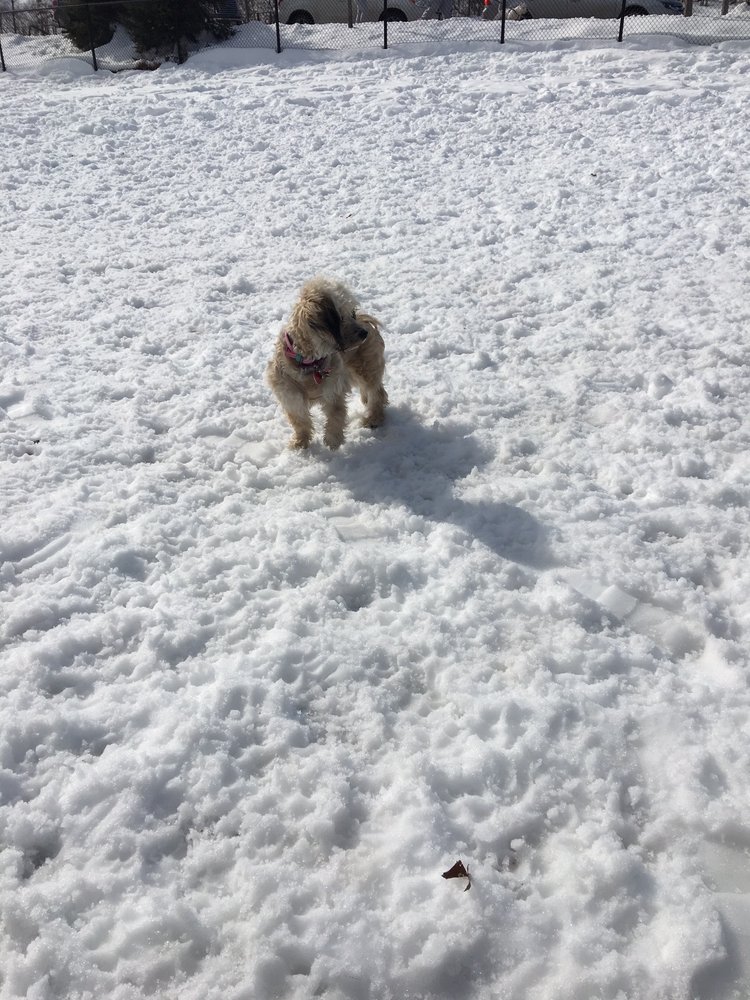 COMMUNITY FIELD PARK - Updated December 2025 - 1 Community Field Rd ...