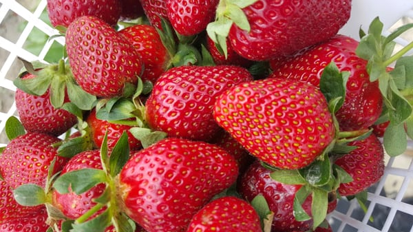 BUNCE BROTHERS FARMS - Updated June 2024 - 6267 Blake Rd, Stedman ...